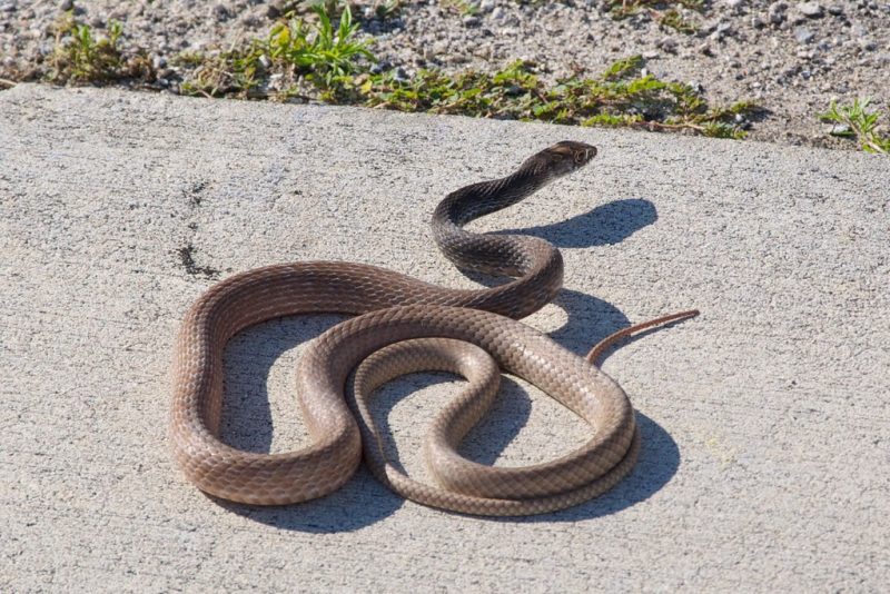 39 Different Types of Snakes in Arizona (With Pictures)