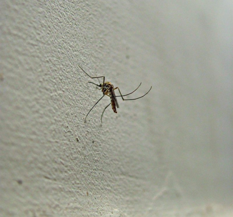 28 Different Types of Insects in the Philippines (With Pictures)