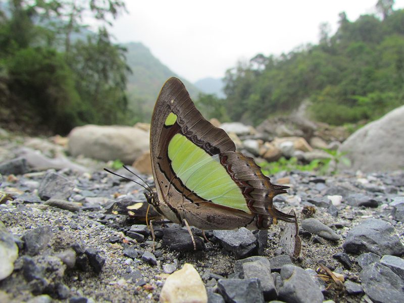 28 Different Types of Insects in the Philippines (With Pictures)