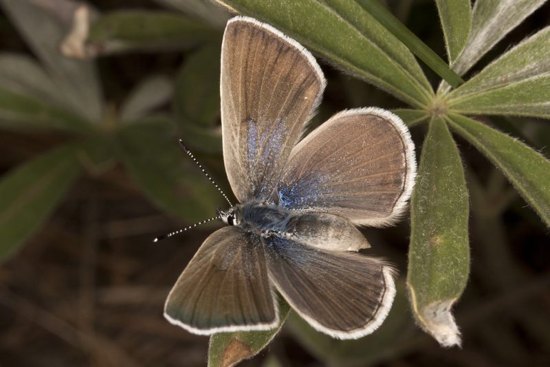 28 Different Types of Insects in the Philippines (With Pictures)