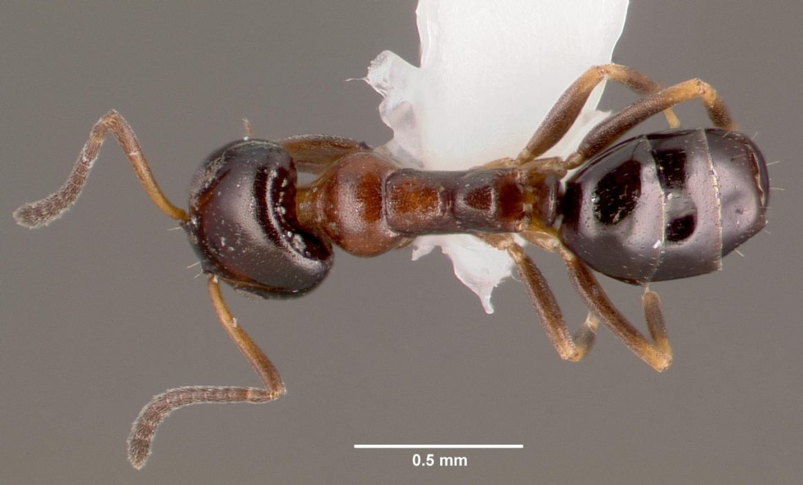 28 Different Types of Insects in the Philippines (With Pictures)