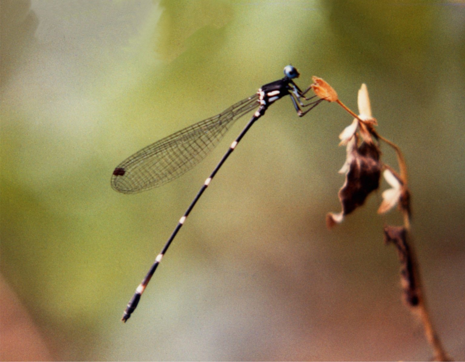 28 Different Types of Insects in the Philippines (With Pictures)