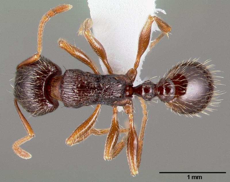 28 Different Types of Insects in the Philippines (With Pictures)