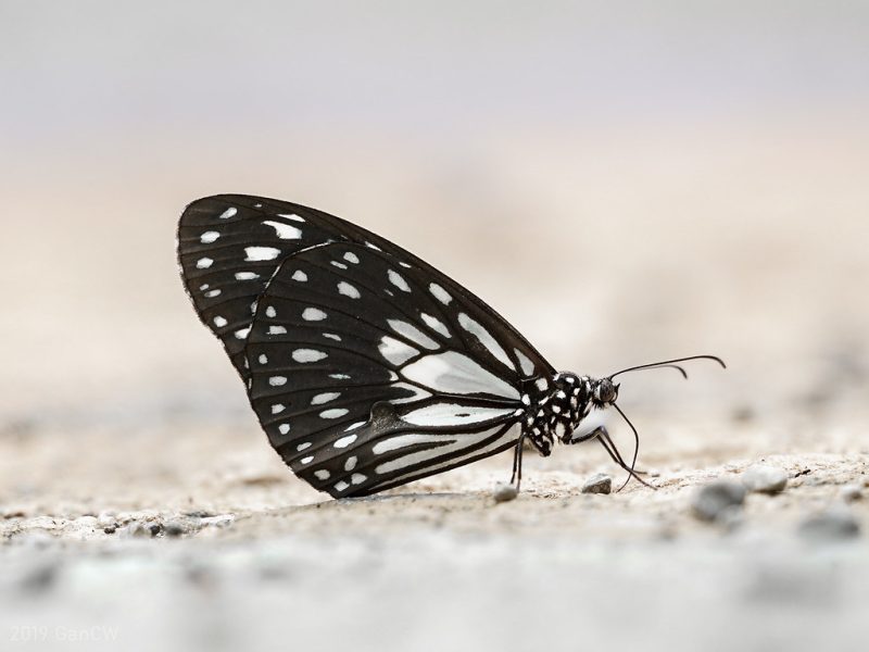 28 Different Types of Insects in the Philippines (With Pictures)