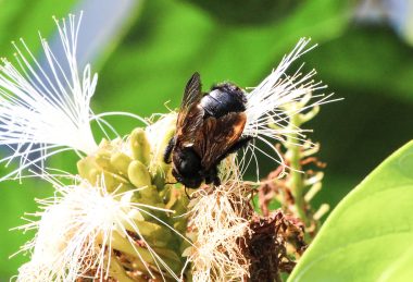 28 Different Types of Insects in the Philippines (With Pictures)