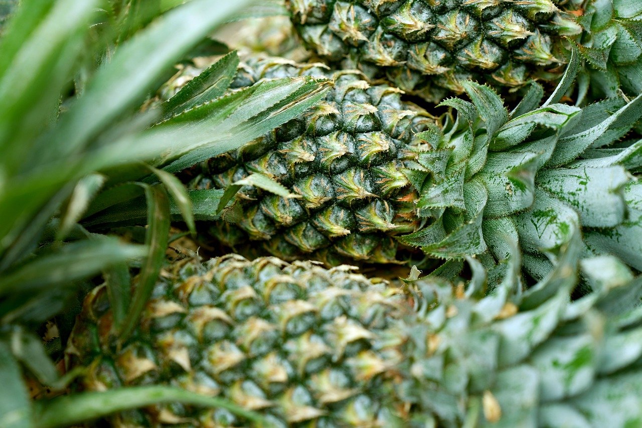 Can Macaws Eat Pineapple?