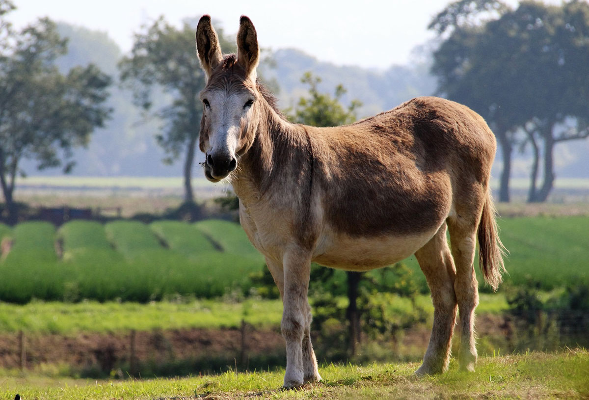 10 Fun Facts About Mules