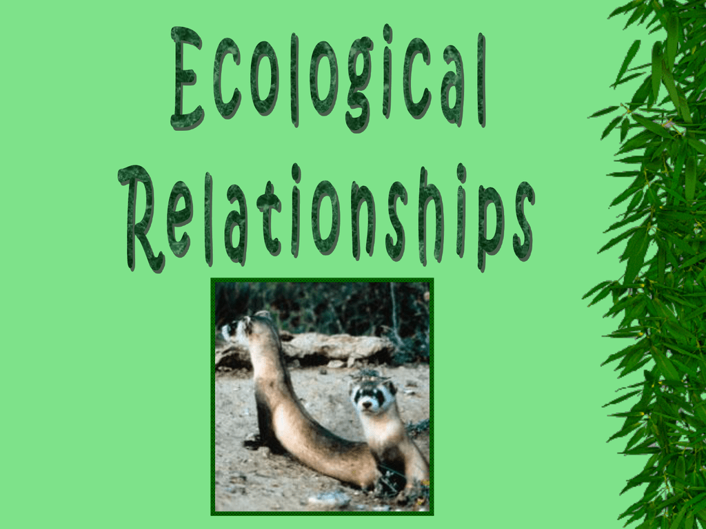 Different Types of Ecological Relationships Explained
