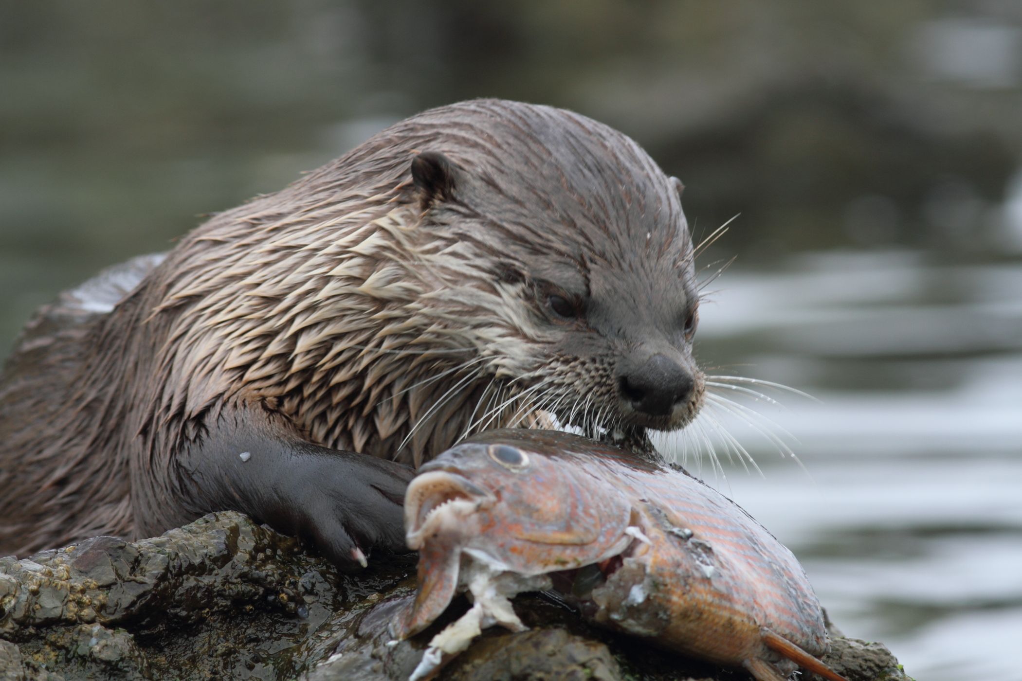 27 Animals That Catch and Eat Fish (With Pictures)