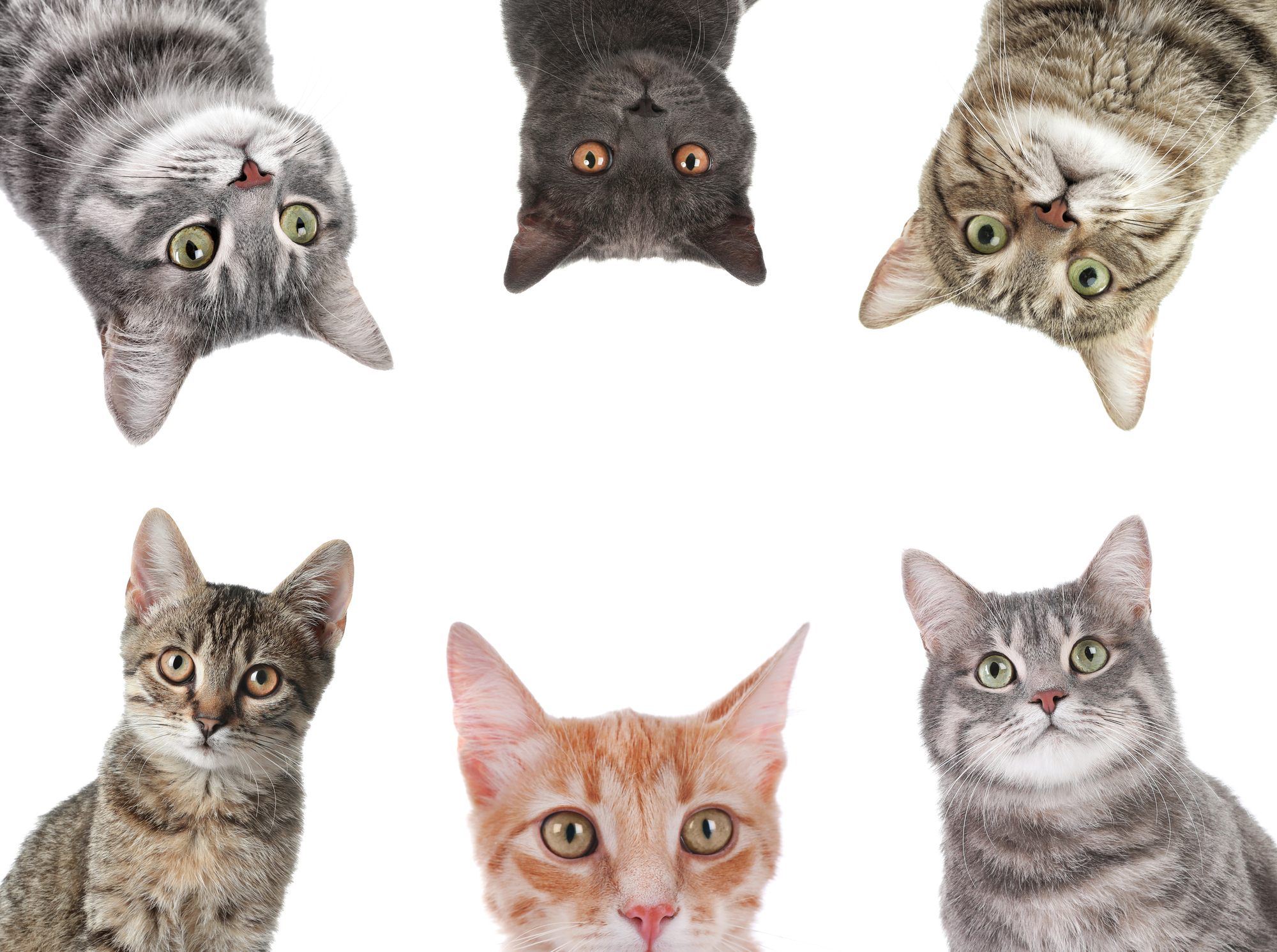 10 Most Popular Cat Breeds in Georgia