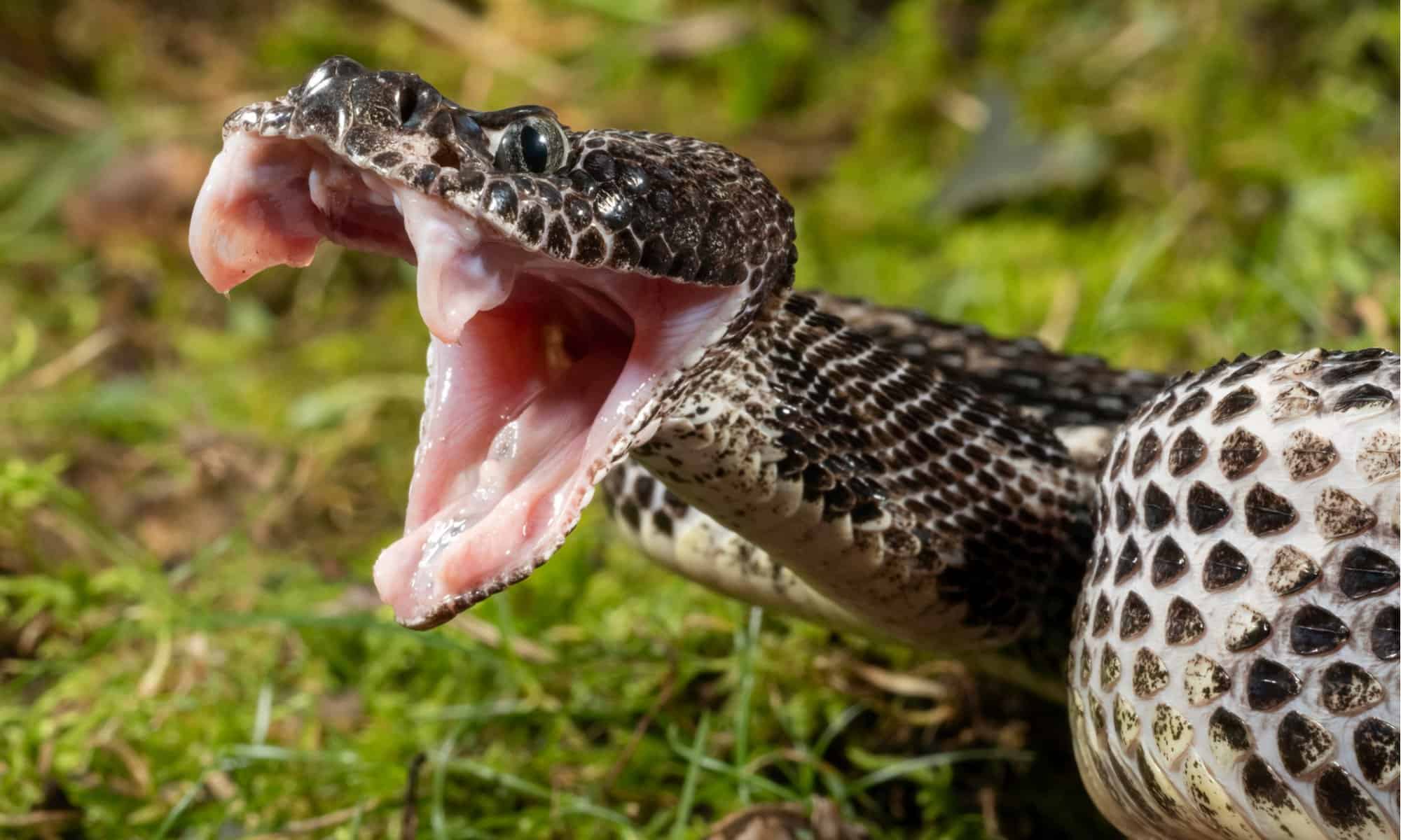 5 Venomous Animals Found in Washington