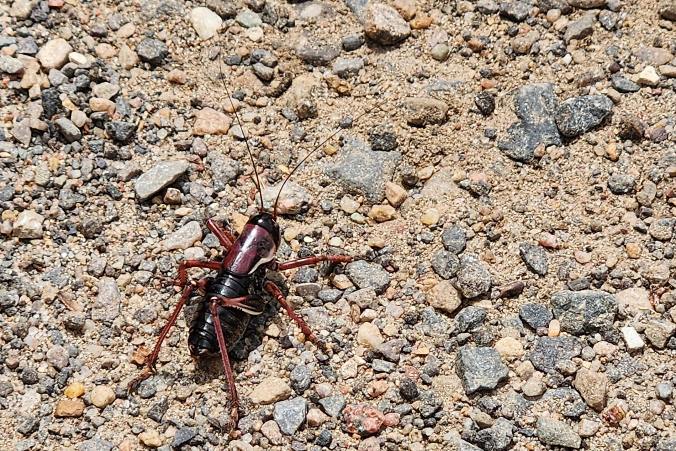 3 Different Types of Crickets in Colorado and Their Characteristics