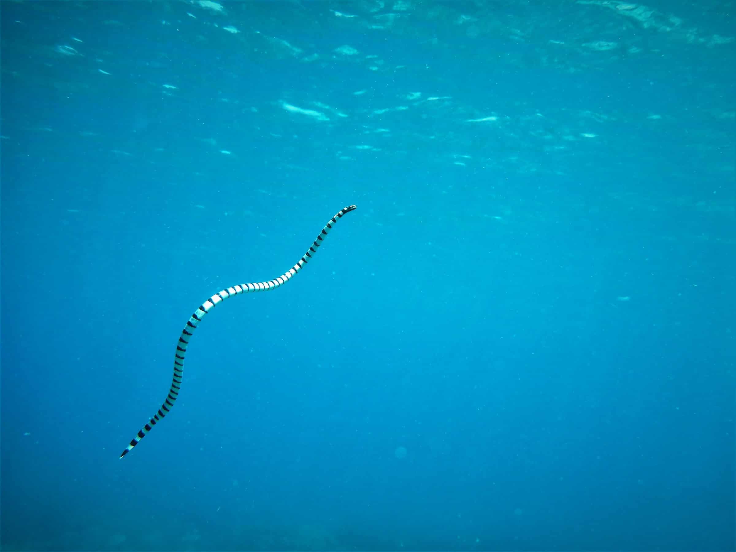 10 Different Types of Sea Snakes You Should Know About