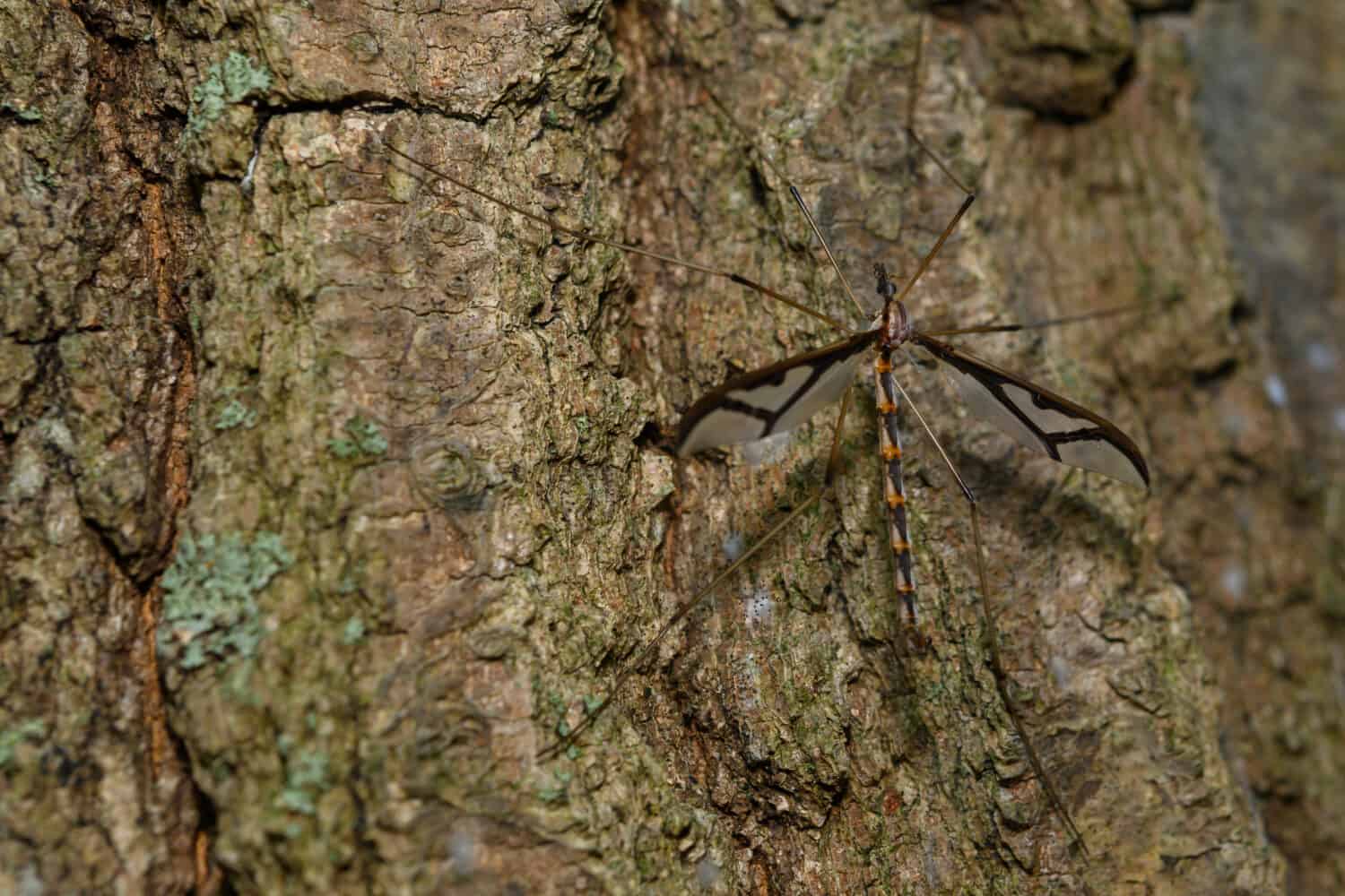 6 Common Mosquito Species Found in Pennsylvania