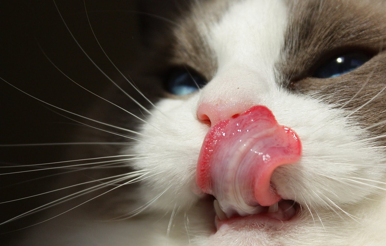 10 Fun Facts You Probably Don't Know About Cat Tongue?