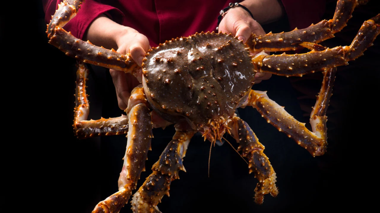 Top 5 Biggest Crabs in the World You Have to See (Photos)