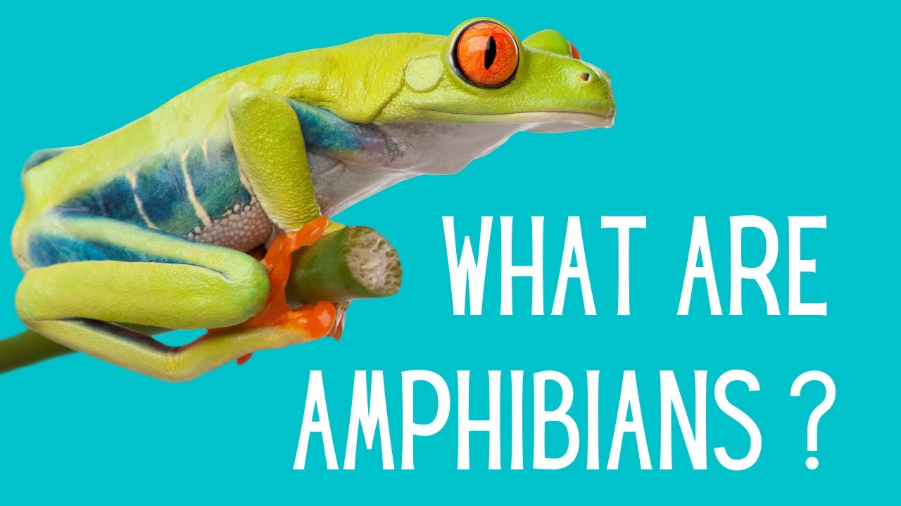 Key Characteristics That Define Amphibians