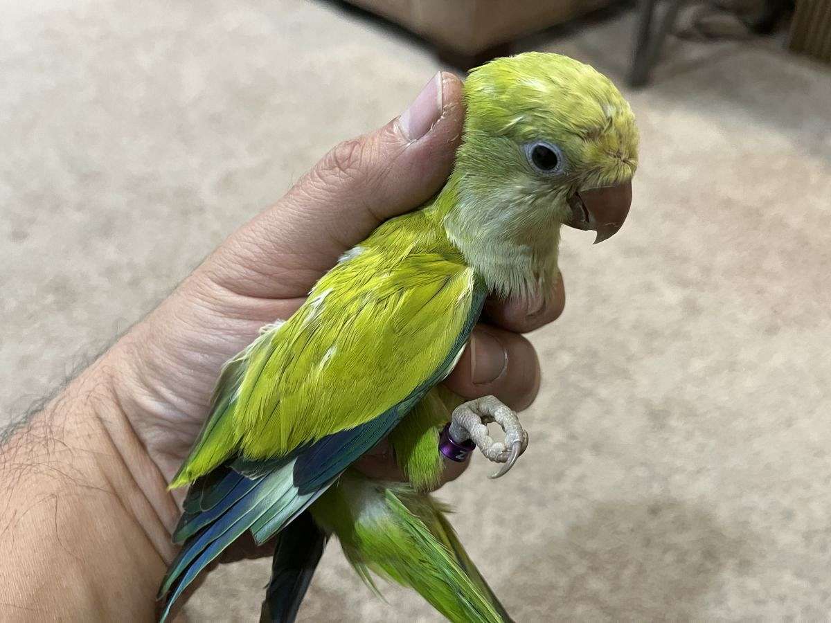10 Interesting Facts About Quaker Parrots That Will Surprise Bird Lovers 10 Interesting Facts About Quaker Parrots That Will Surprise Bird Lovers