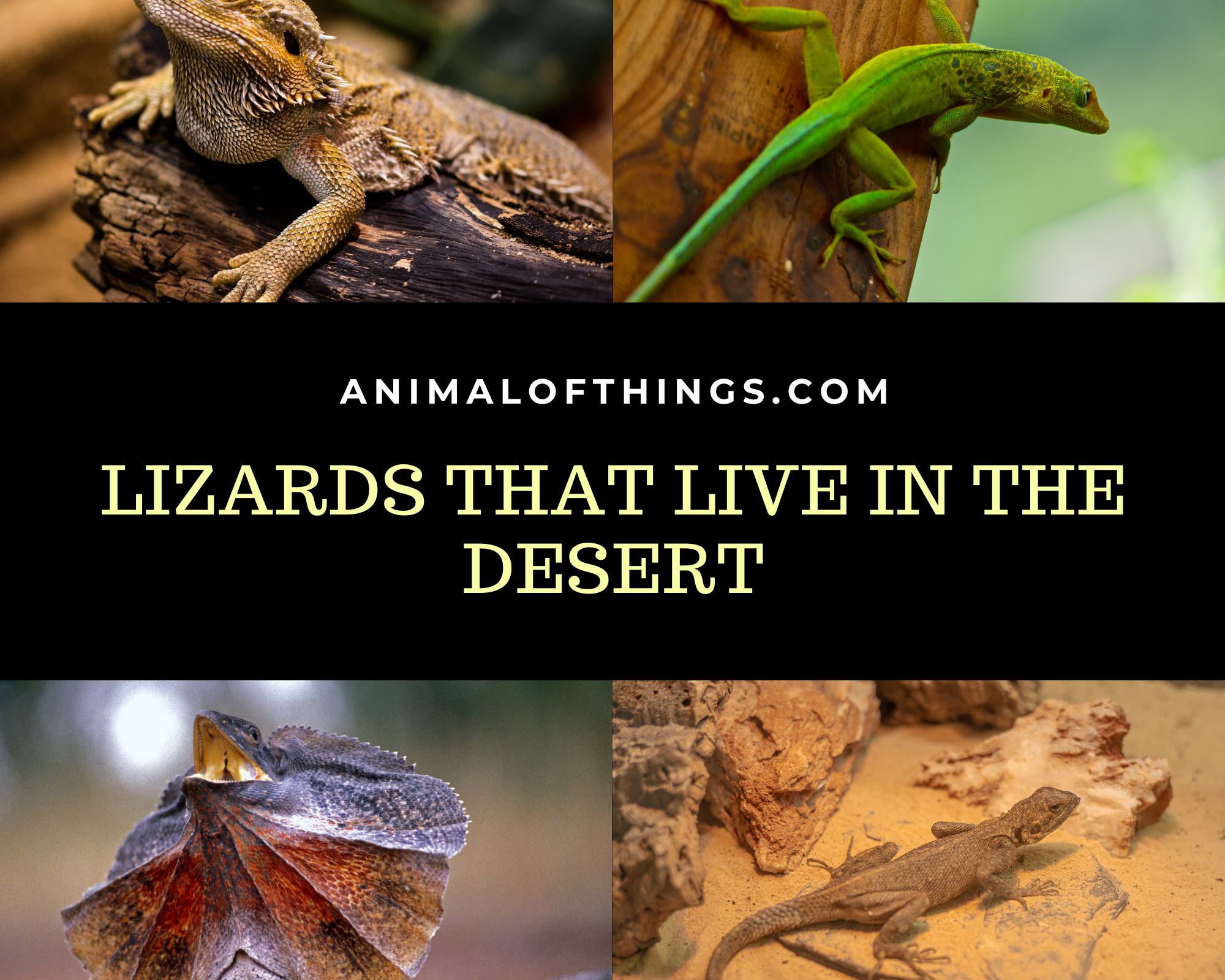 38 Lizards That Live in the Desert (With Pictures)