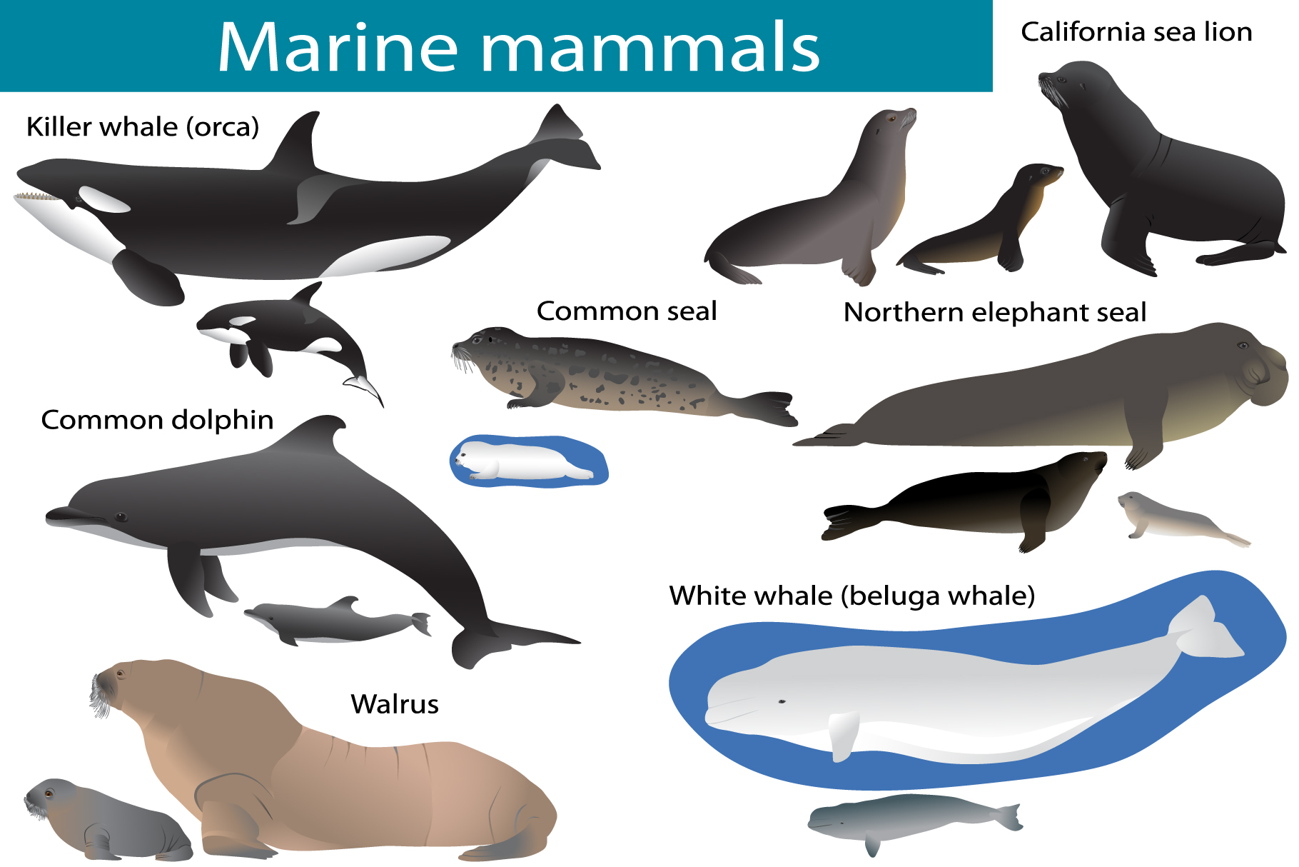 List of Popular Ocean Mammals You Should Know