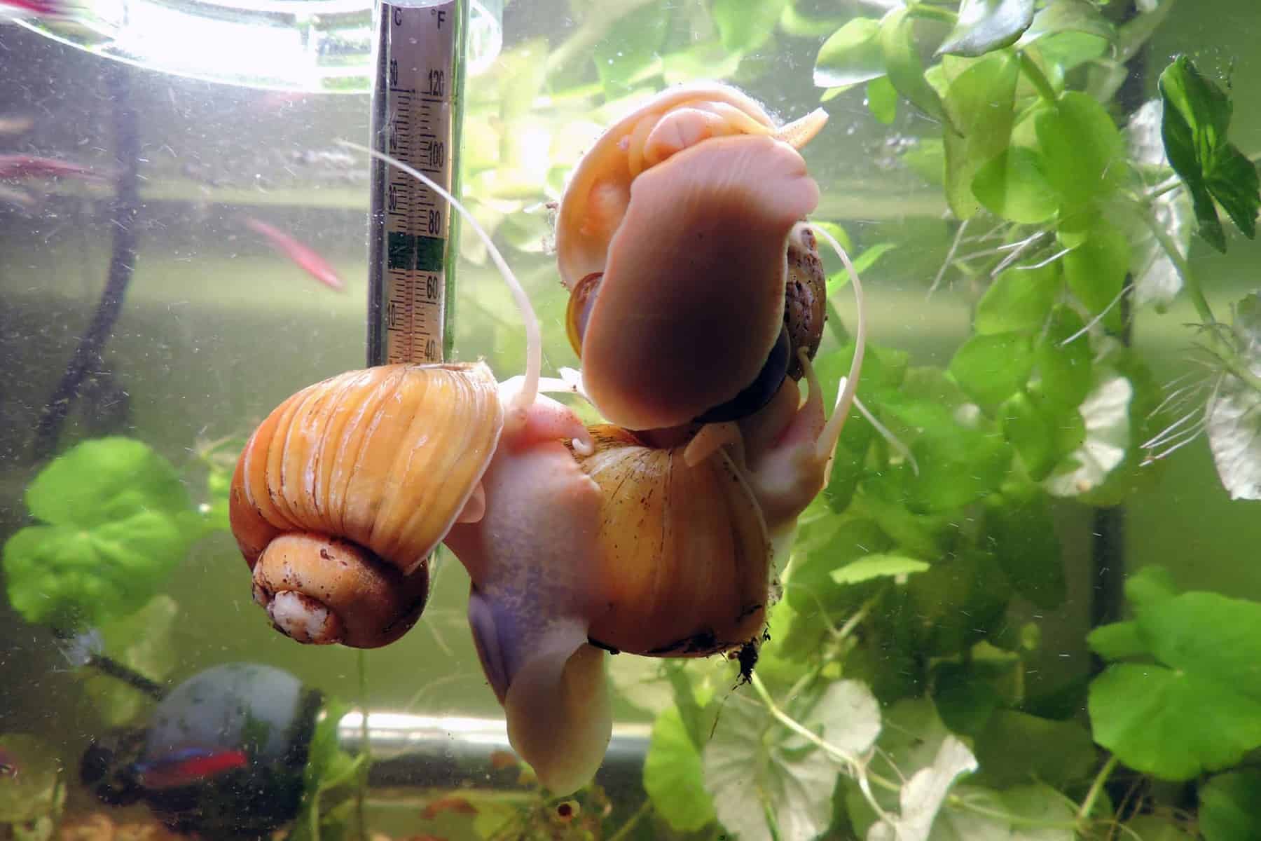13 Best Aquarium Snails for Clean and Healthy Tanks