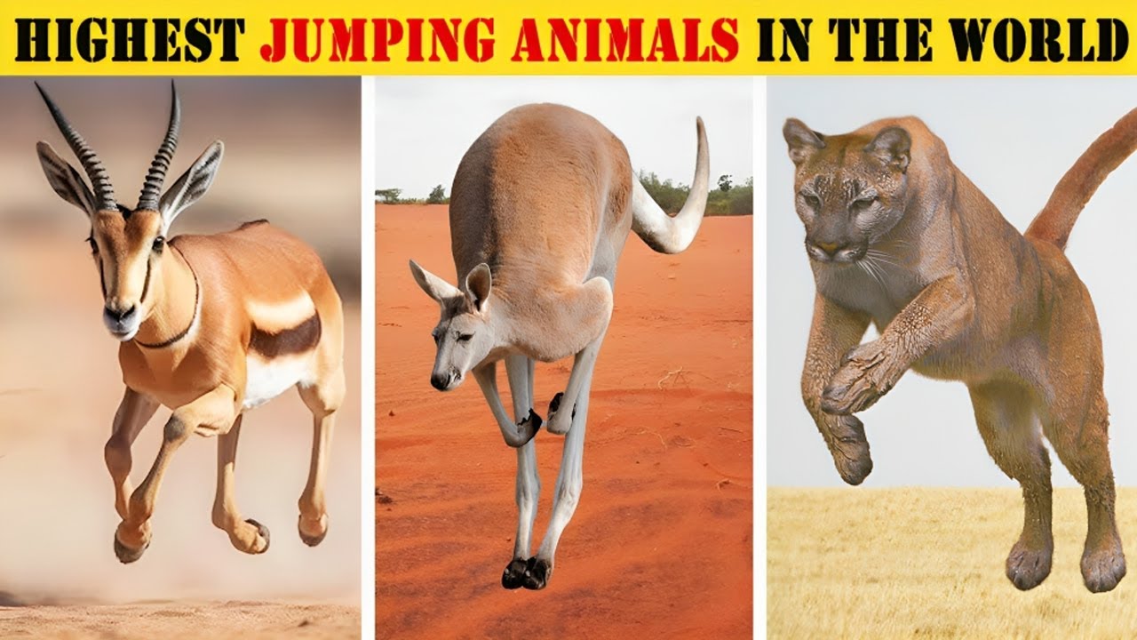 12 Highest Jumping Animals in the World (With Pictures)