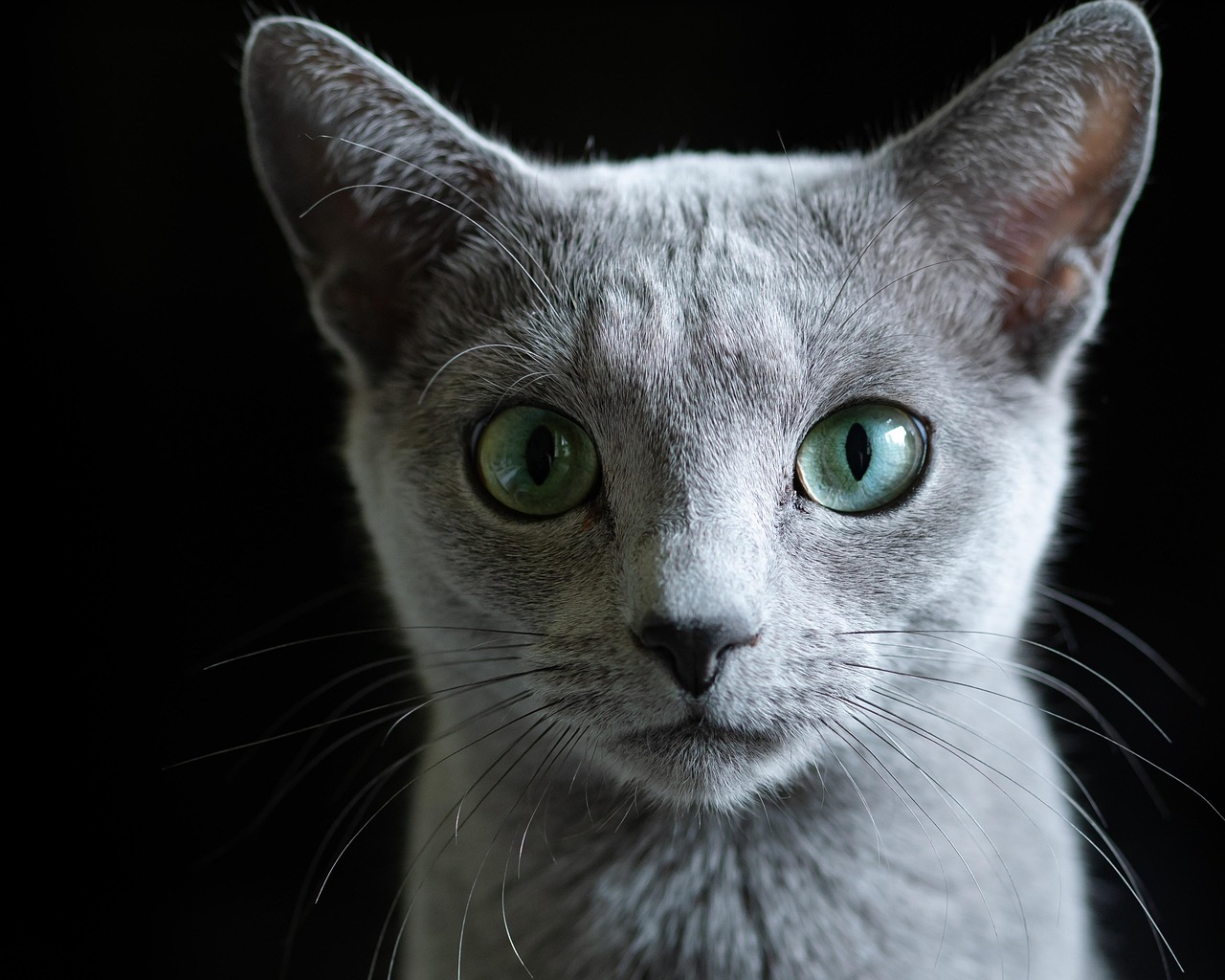 10 Fun Facts About Russian Blue Cats You Didn’t Know