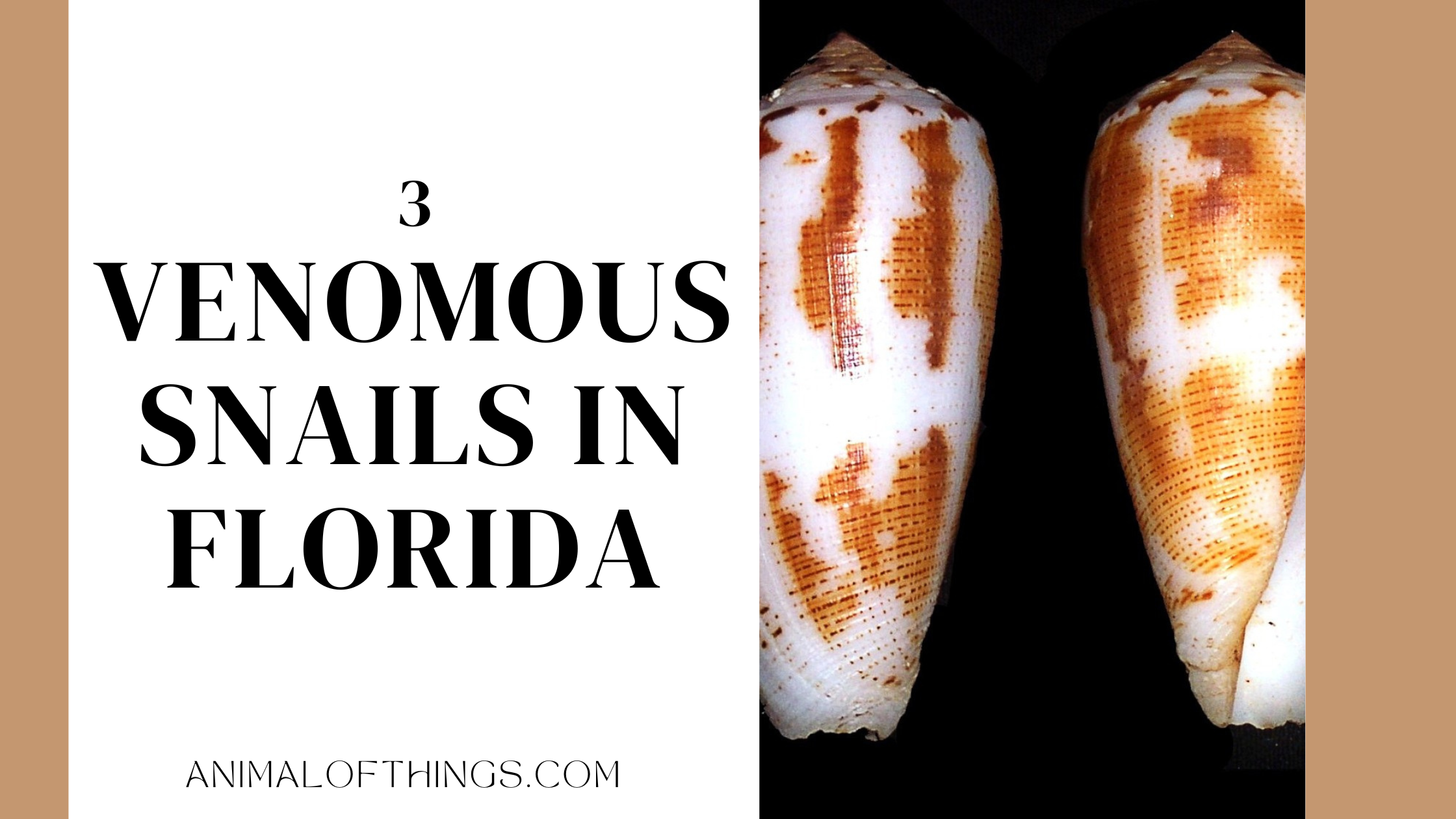Top 3 Venomous Snails Found in Florida