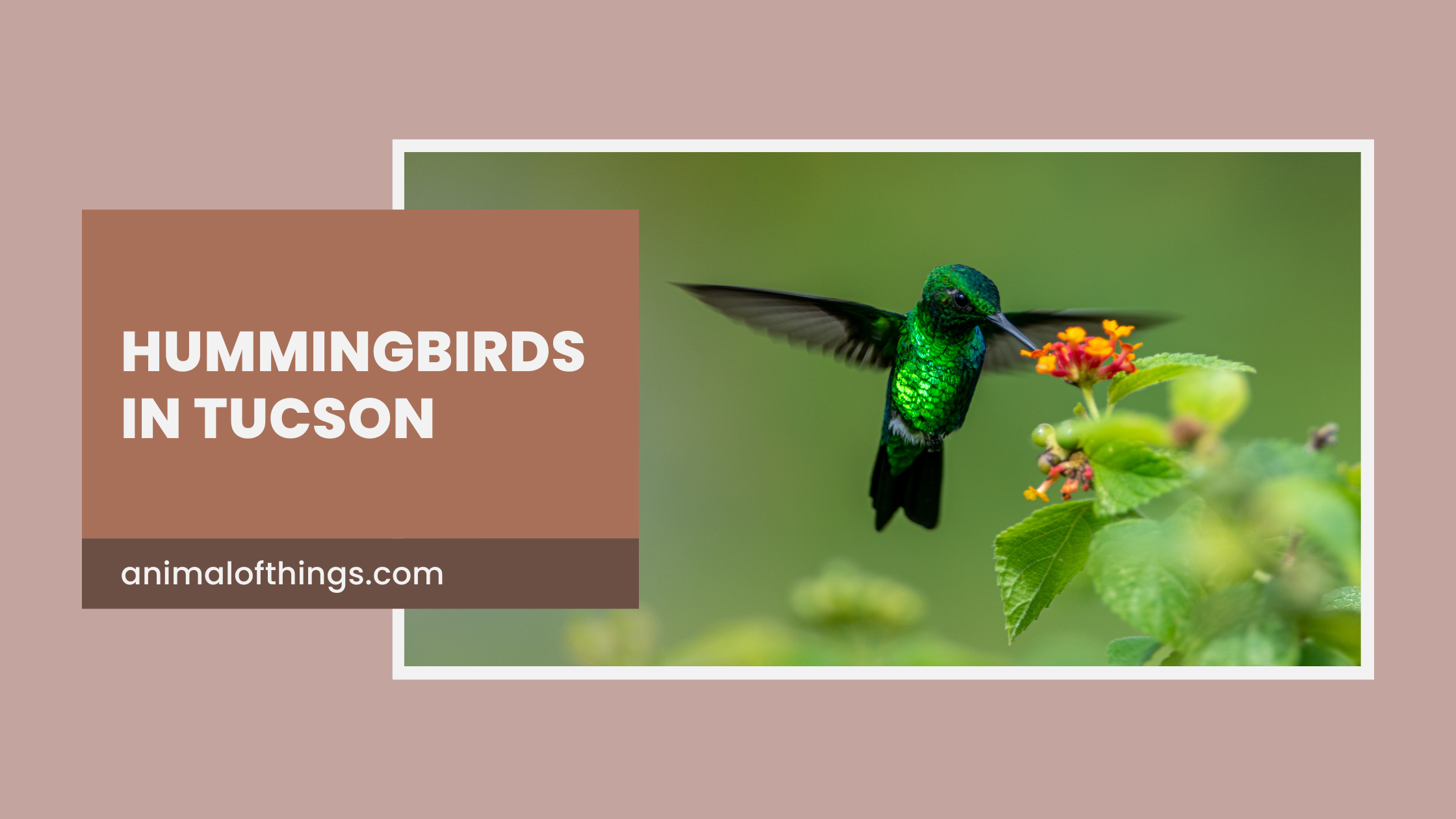 9 Different Types of Hummingbirds in Tucson