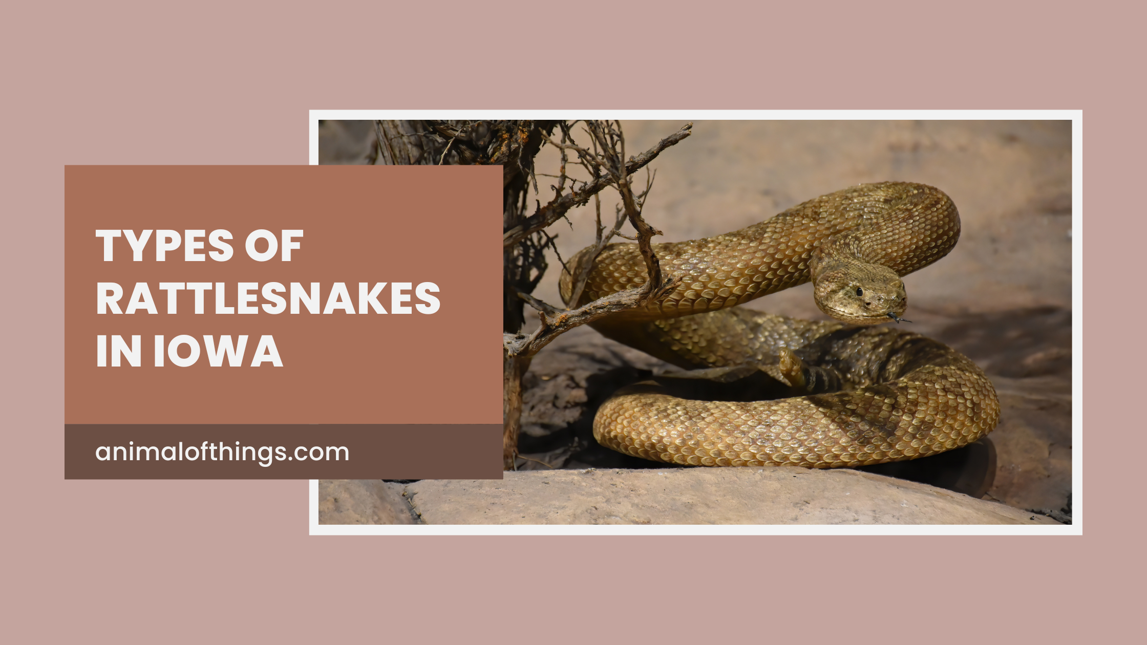 Different Types of Rattlesnakes in Iowa Explained