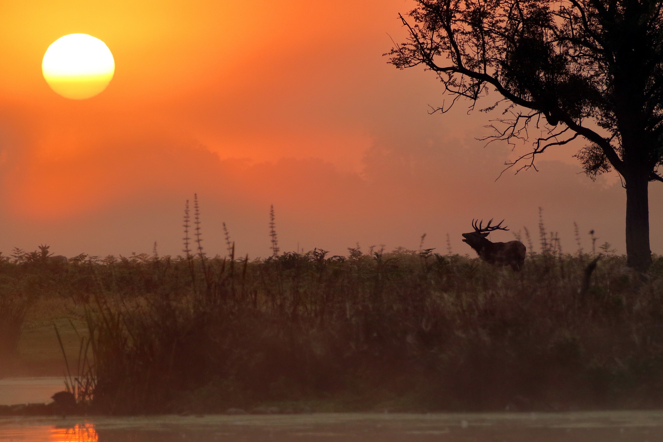 23 Animals Active at Dawn and Dusk: Your Guide to Morning and Evening ...