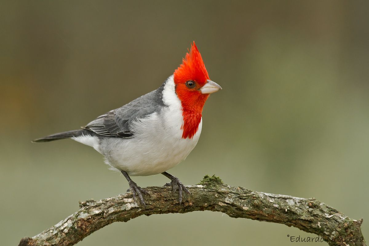 Spot These 8 Red-Headed Birds in Florida (With ID Tips)