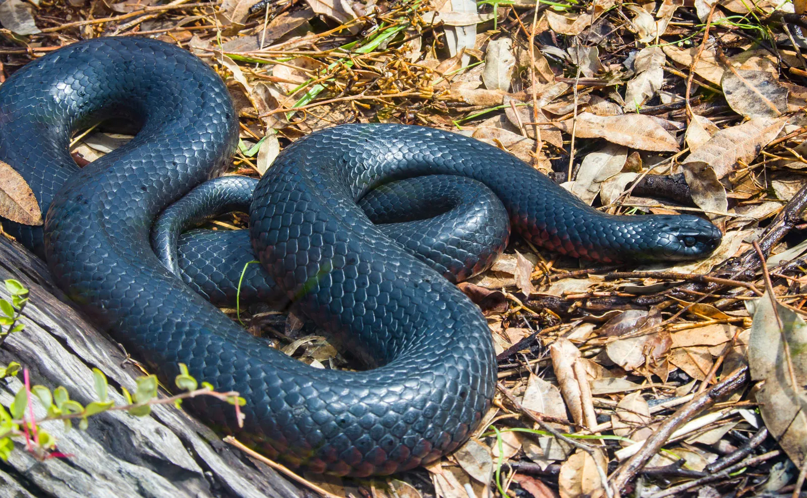 10 Black Snakes Found in Texas: Complete Identification Guide for Safe ...