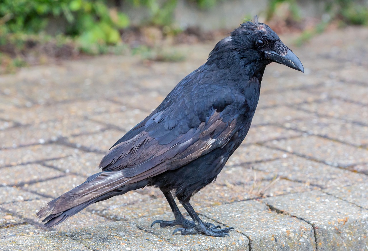 Fun Facts About Crows That Will Make You See These Brilliant Birds in a ...