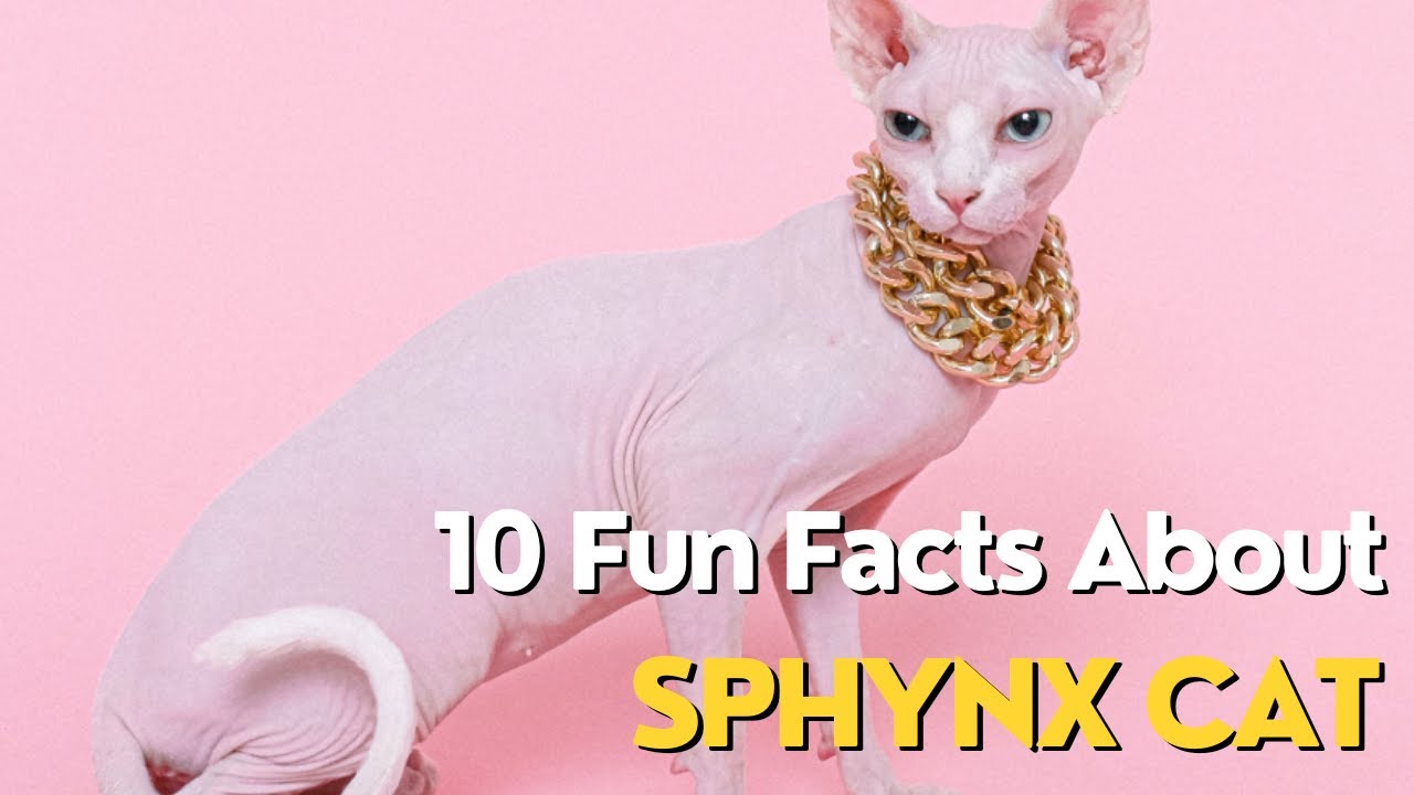 10 Interesting Facts About Sphynx Cats That Will Make You Fall in Love ...
