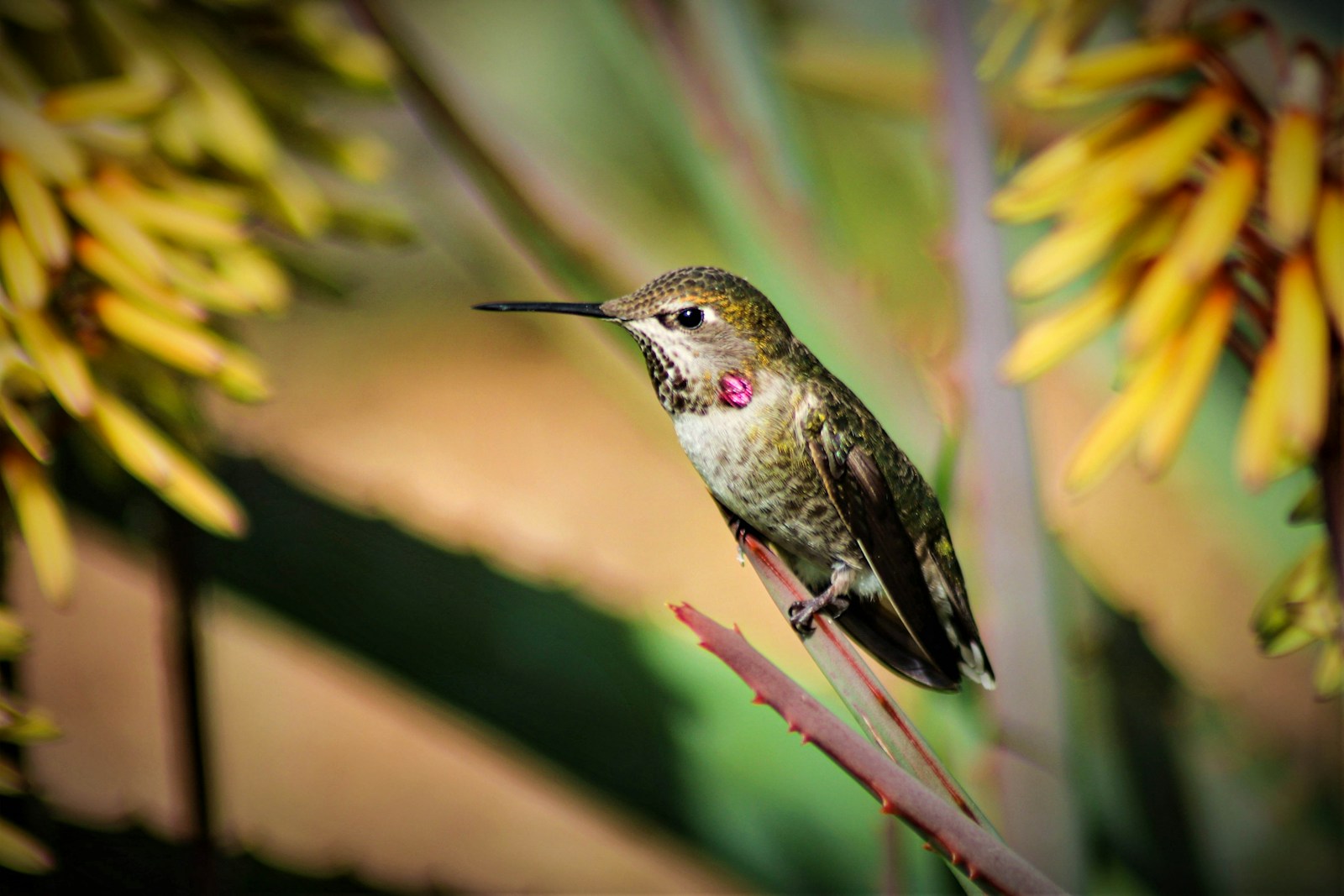 How to Identify Hummingbirds in East Tennessee: Complete Species Guide