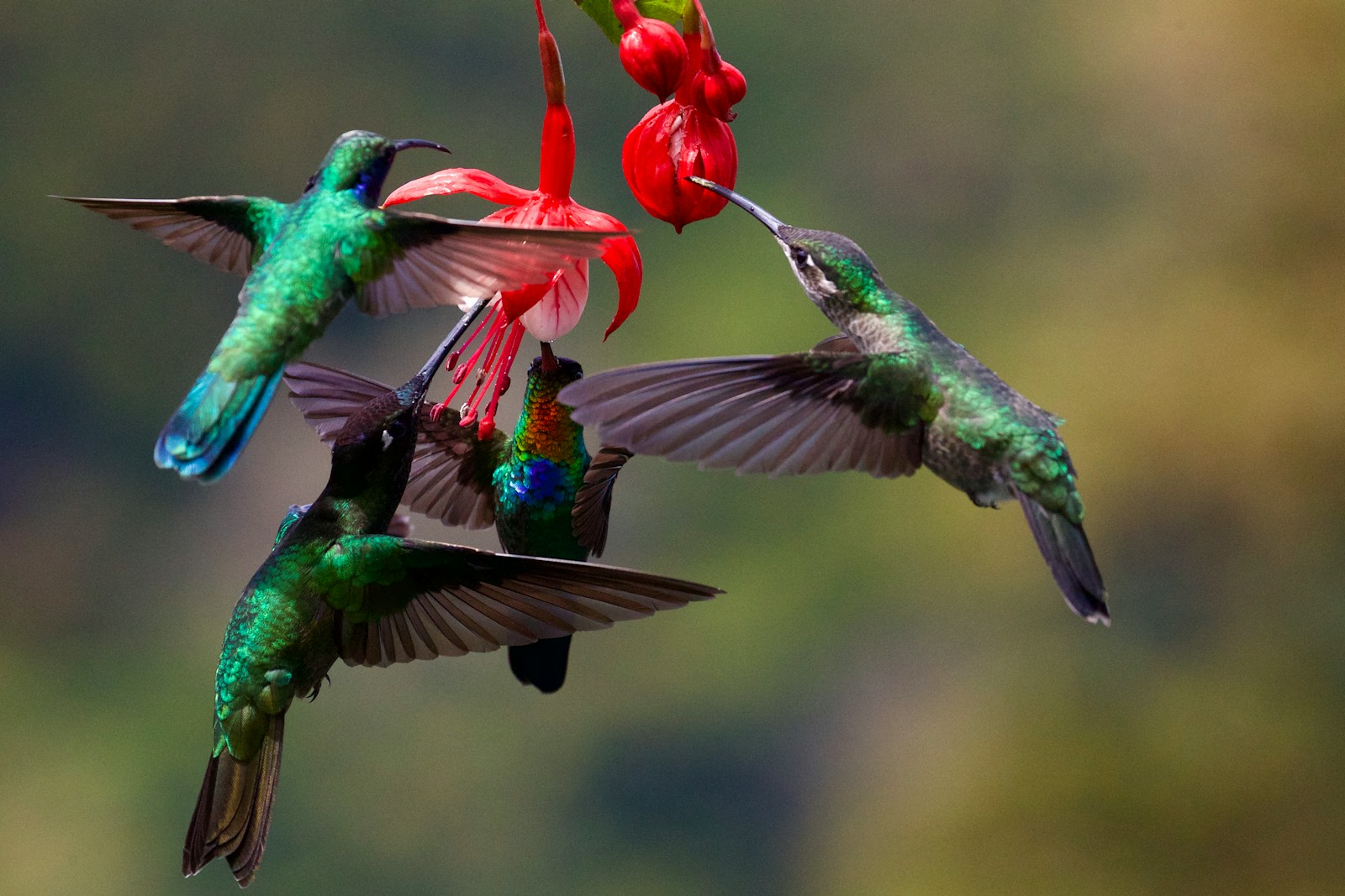 Hummingbirds in Portland, Oregon: A Complete Guide to Species and Seasons