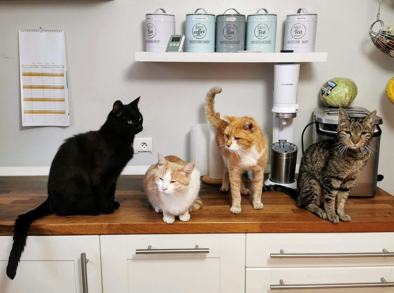 15 Popular Cat Breeds Perfect for Texas Living: Your Complete Climate ...