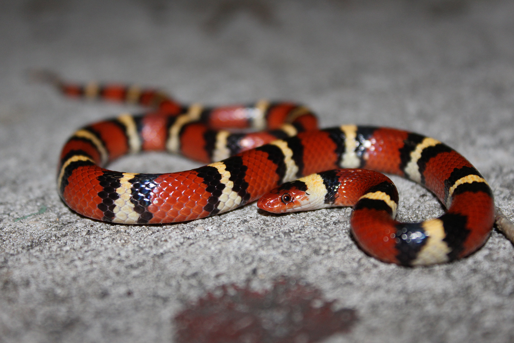 7 Red and Black Snakes in Florida: Complete Identification Guide (With ...