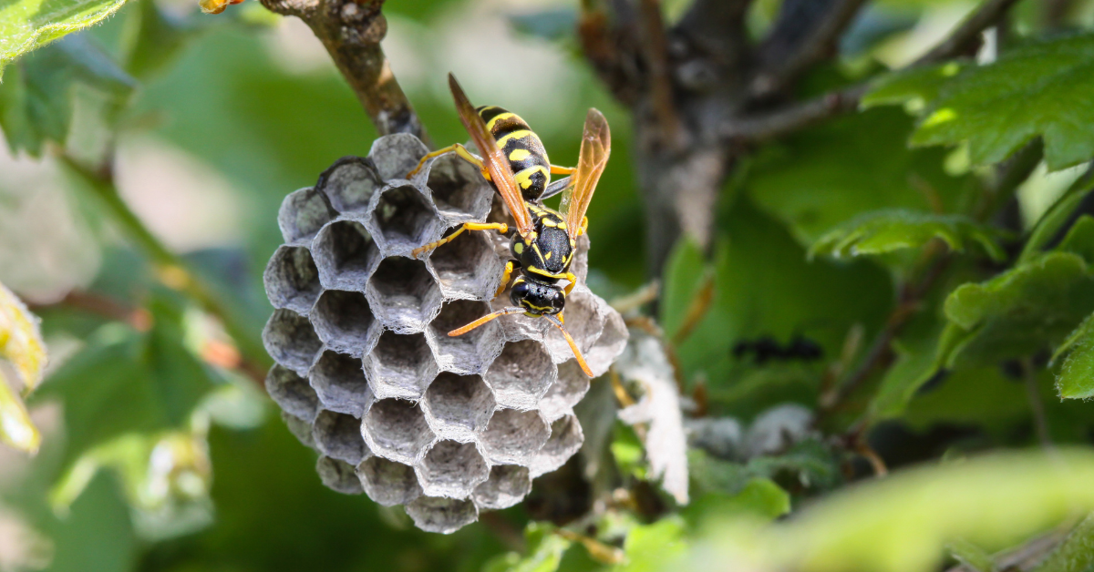 11 Dangerous Stinging Insects in Washington State: Complete Safety ...