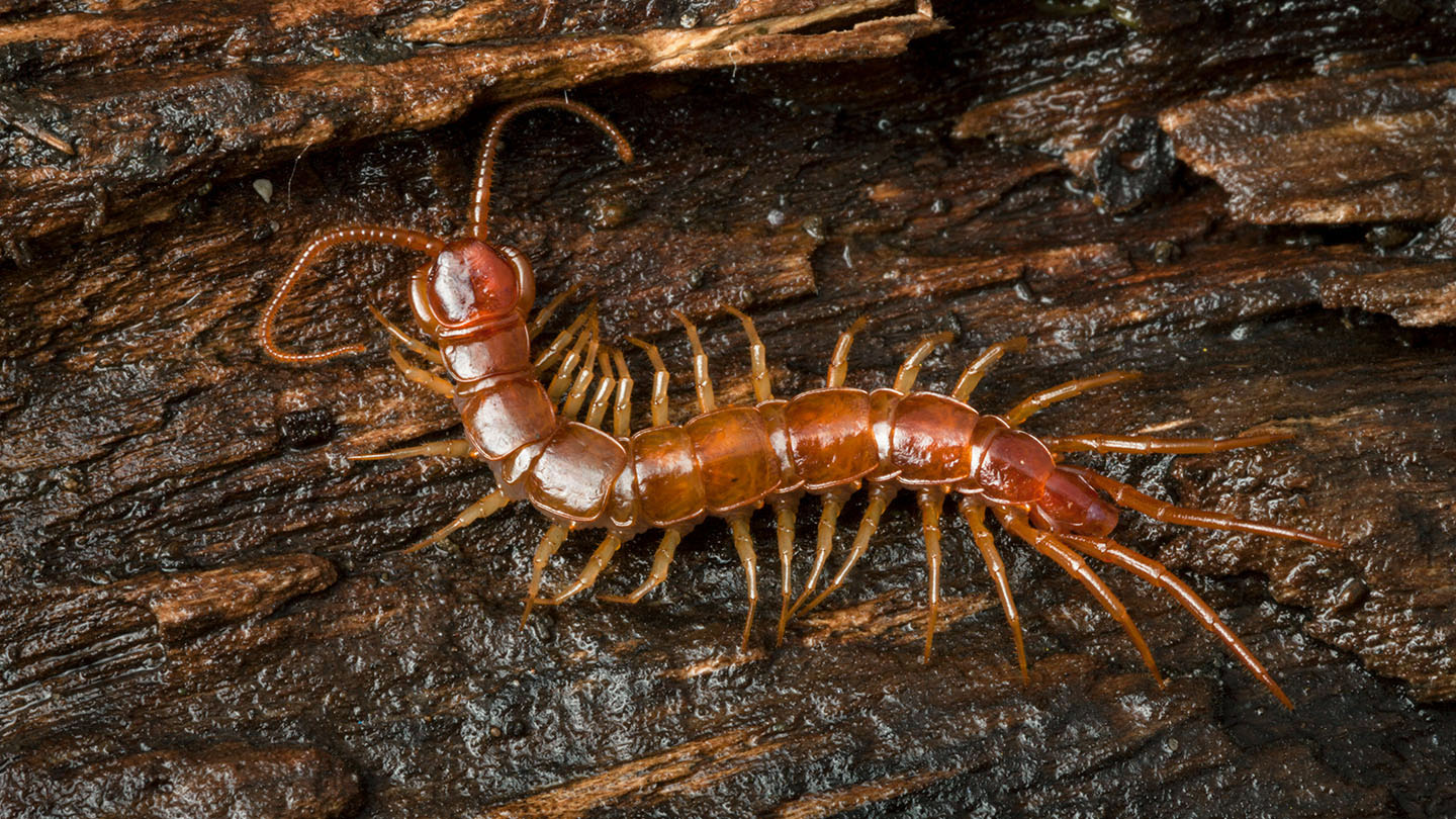 9 Types of Centipedes in New York: Complete Identification Guide with ...