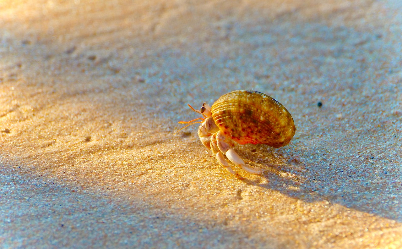 9 Types of Crabs in Mississippi: A Comprehensive Guide to Local Crustaceans