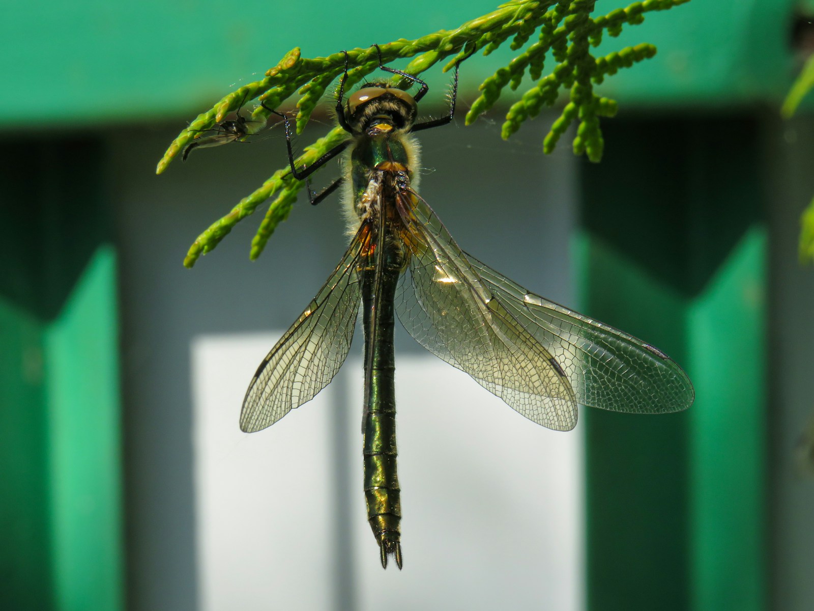Types of Dragonflies in Illinois: A Complete Field Guide