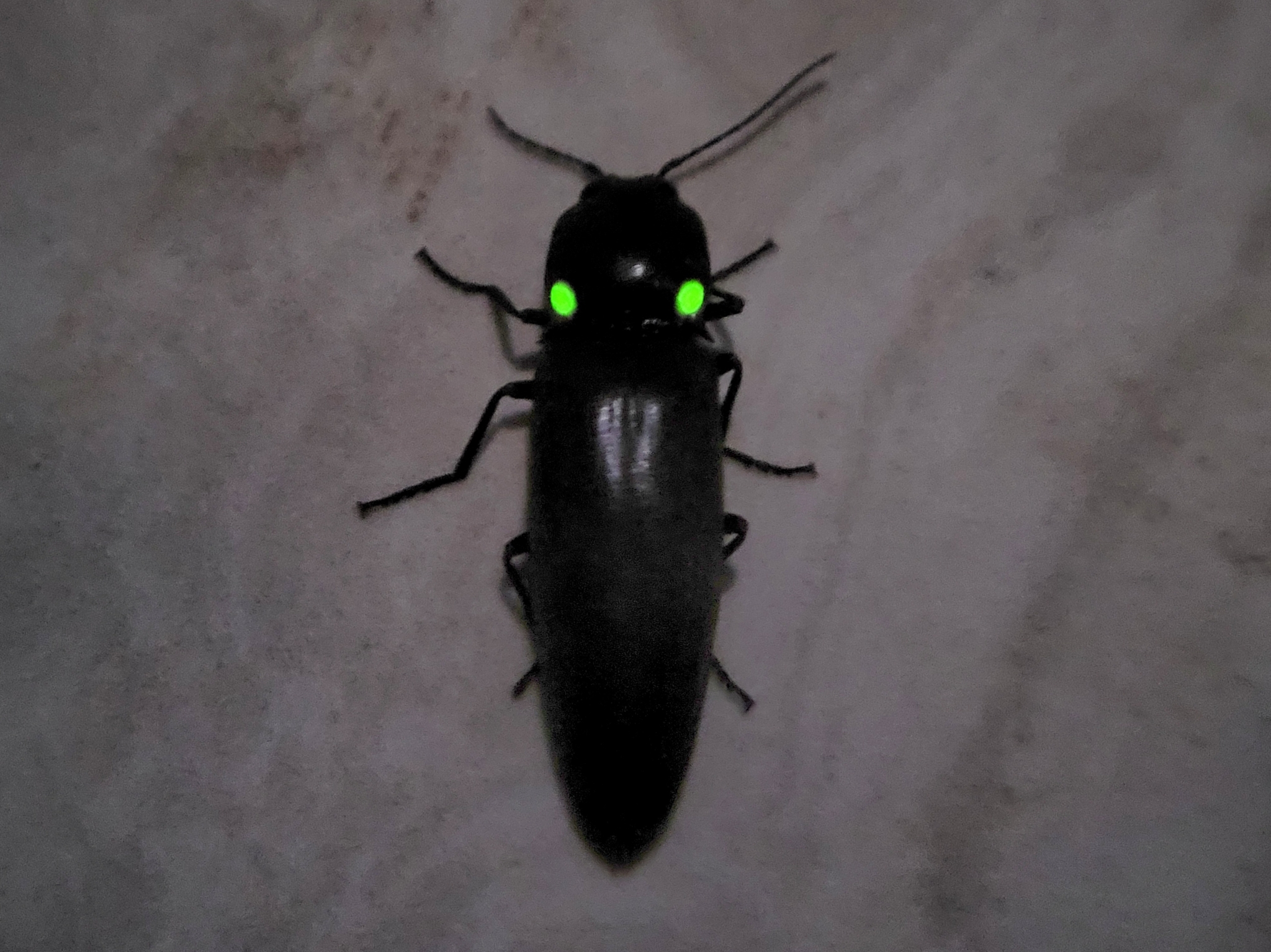 10 Types of Glowing Insects That Illuminate the Natural World