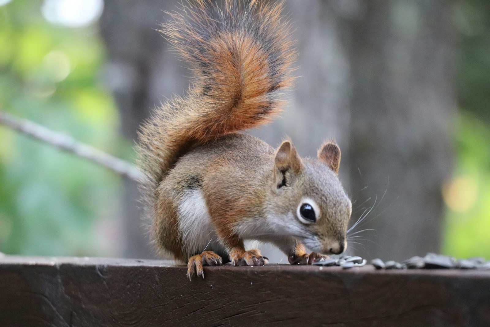 8 Types of Squirrels in New York: Complete Species Identification Guide ...