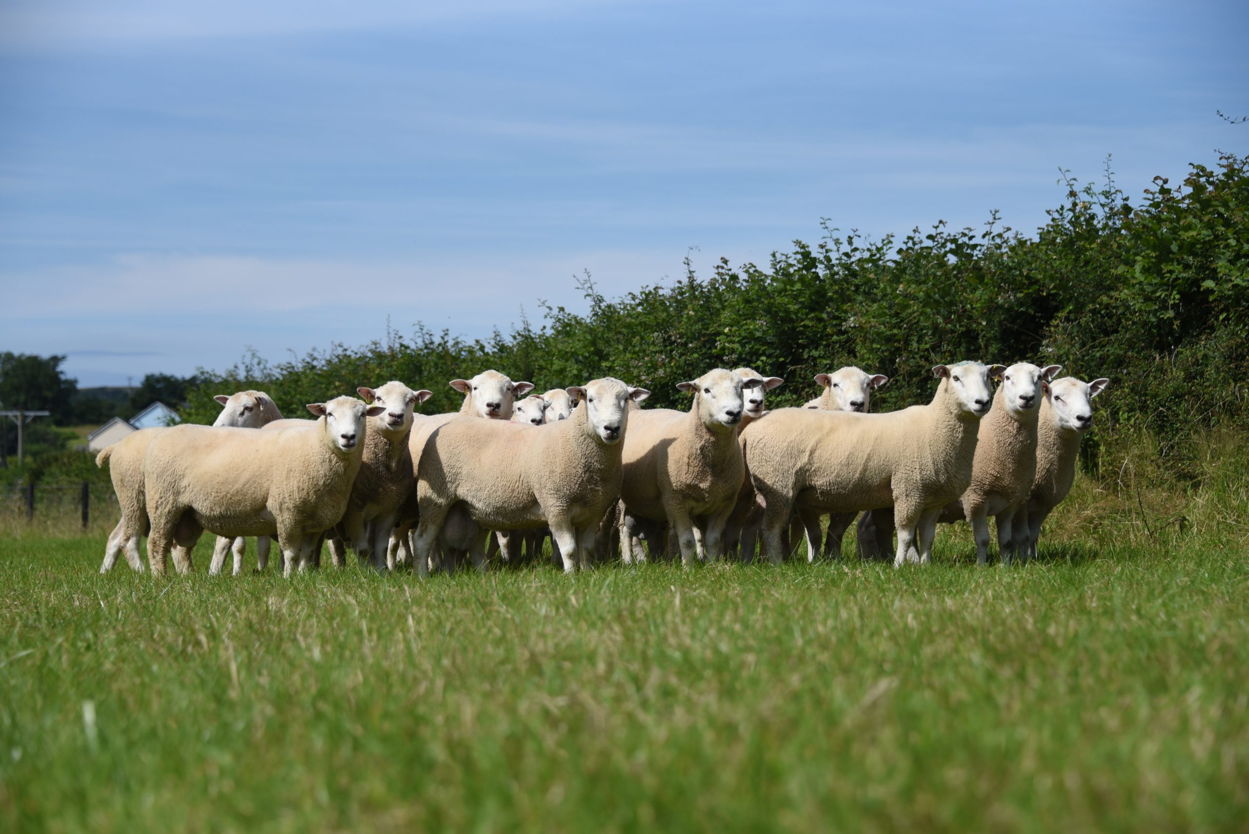 What Breeds Make a Highlander Sheep?