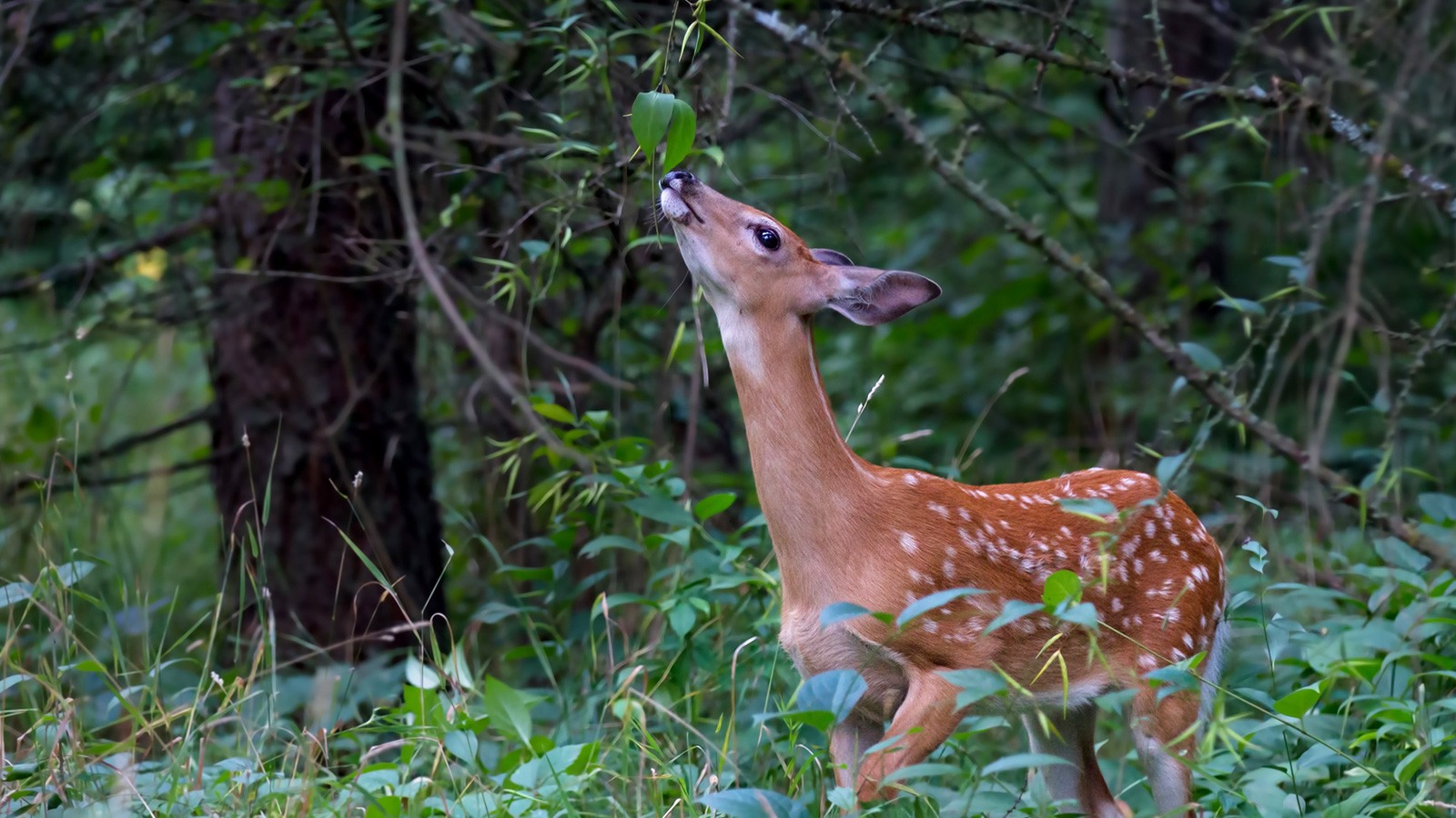 25+ Animals That Eat Plants: Discover Herbivores From Around the World