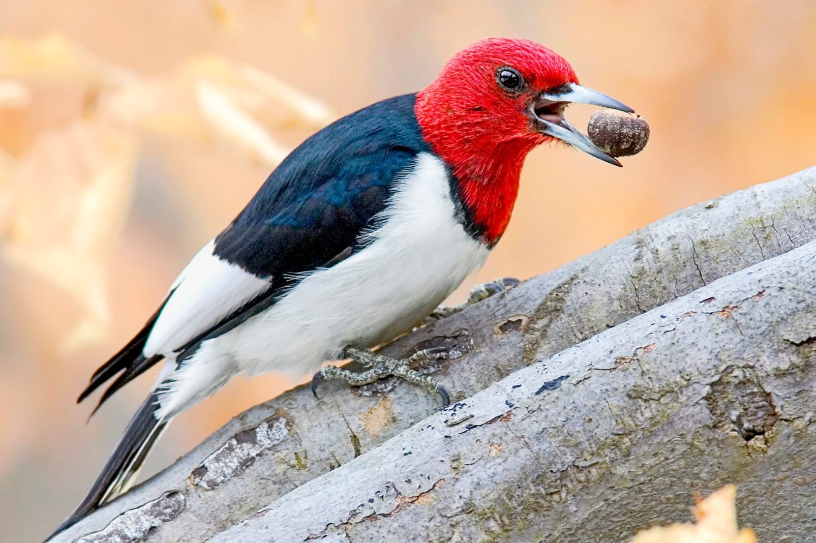 15 Birds With Red Heads in Colorado: Complete Identification Guide