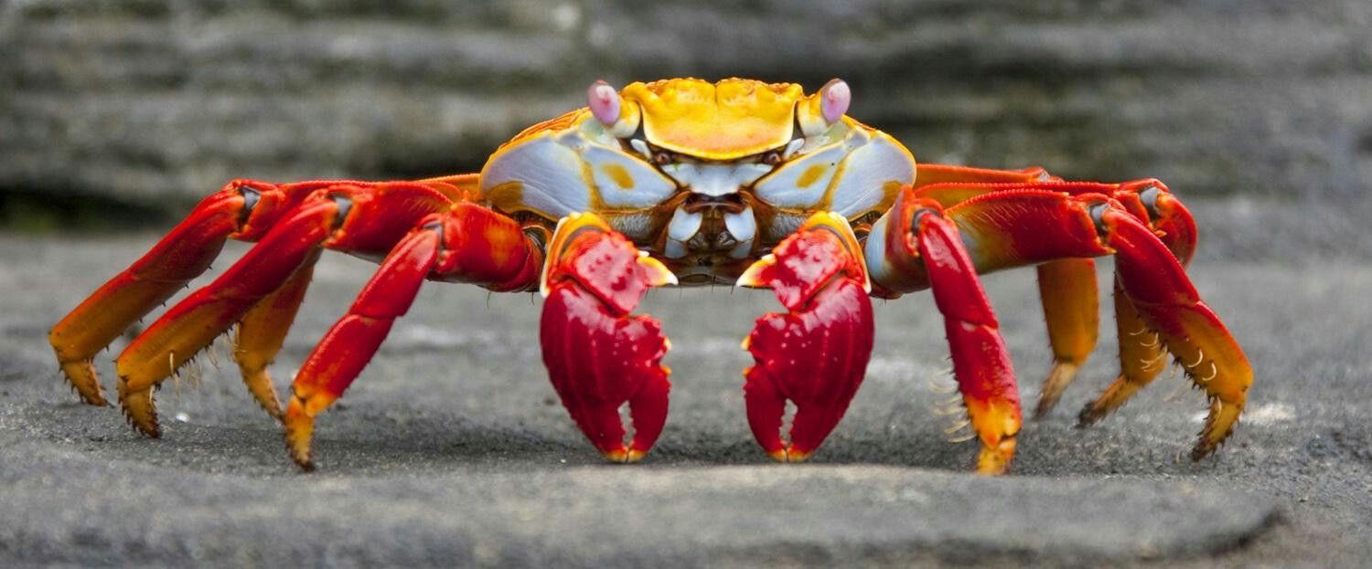 Different Types of Crabs Species: Your Ultimate Guide to Ocean's Most ...