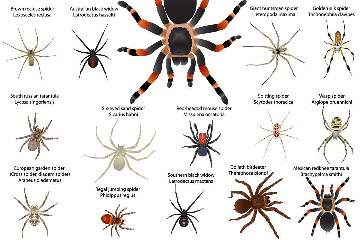 Different Types of Spiders: Recognize, Identify, and Appreciate Their ...